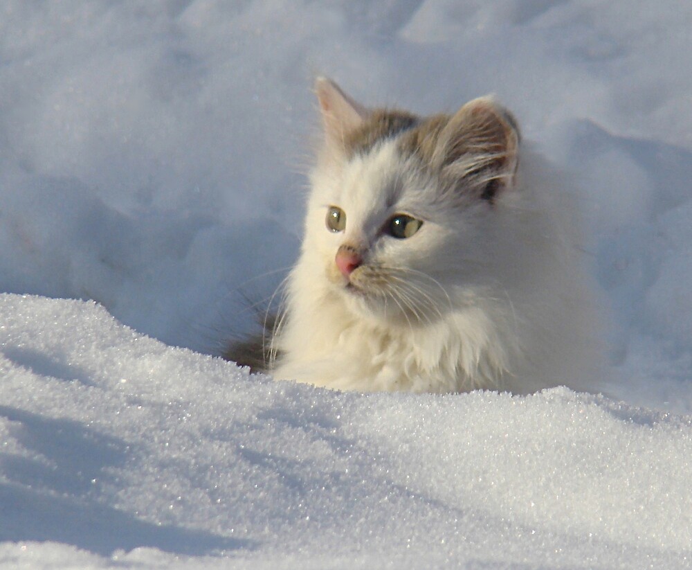 "Snow Kitten" by PatChristensen | Redbubble