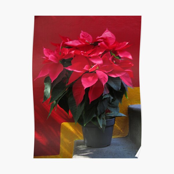 Poinsettia Ii Noche Buena Christmas Star Puerto Vallarta Mexico Poster For Sale By