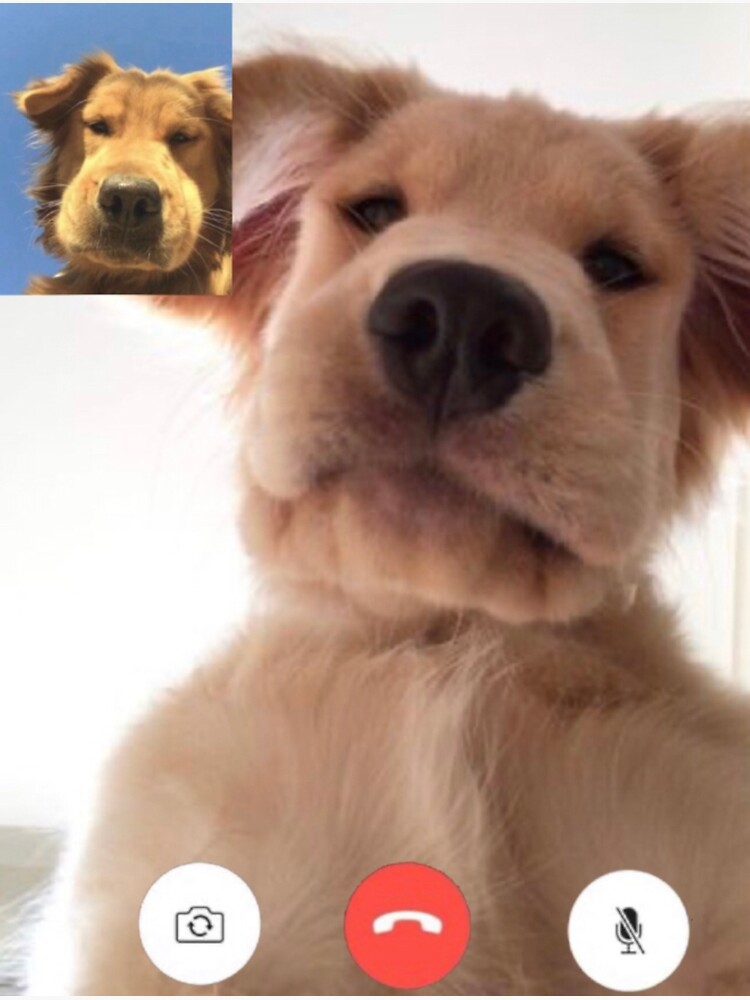 "FaceTime " Sticker for Sale by ellianaR | Redbubble