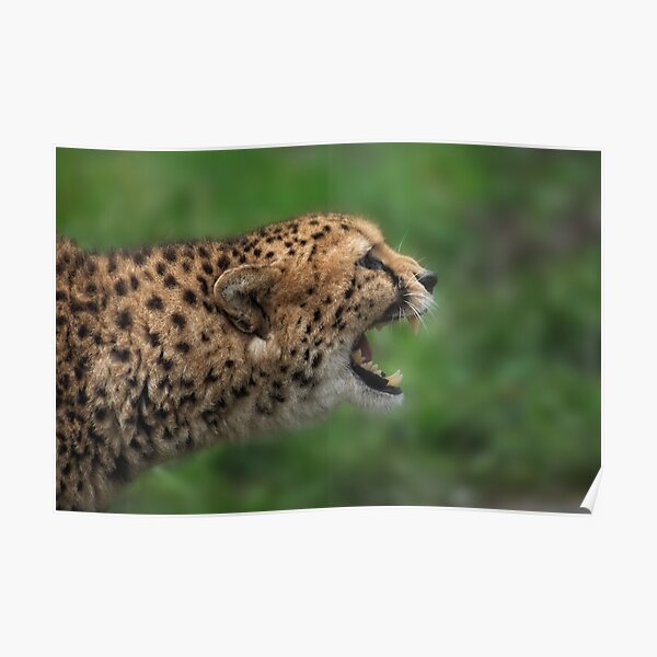 "Cheetah Call" Poster by rawshutterbug | Redbubble