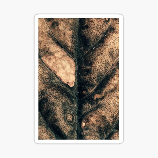 "Withered Leaf Texture" Sticker for Sale by Elbud | Redbubble