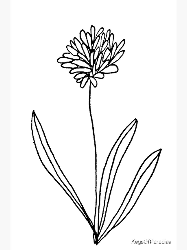 "Chive Flower Drawing" Poster for Sale by KeysOfParadise | Redbubble