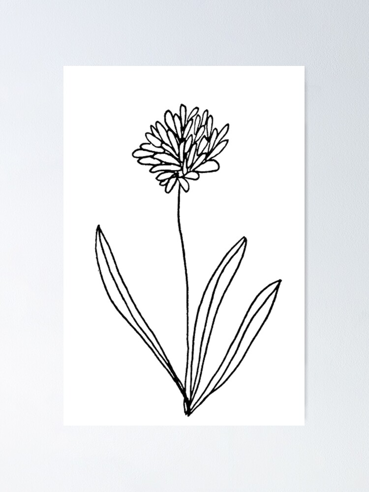 "Chive Flower Drawing" Poster for Sale by KeysOfParadise | Redbubble