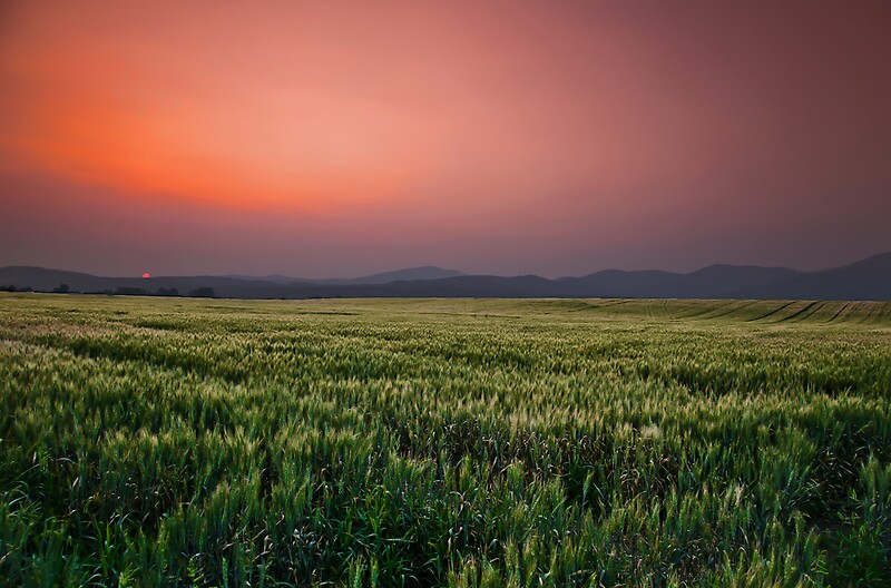 "Color of fire" by Steve Biederman | Redbubble