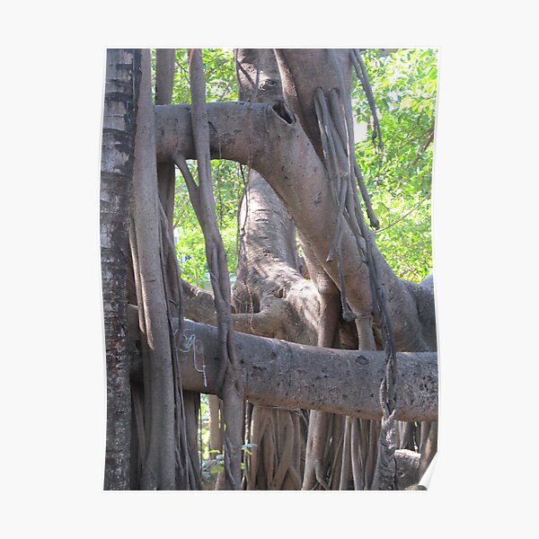 "Rubber tree - Arbol de Hule, Puerto Vallarta, Mexico" Poster by ...