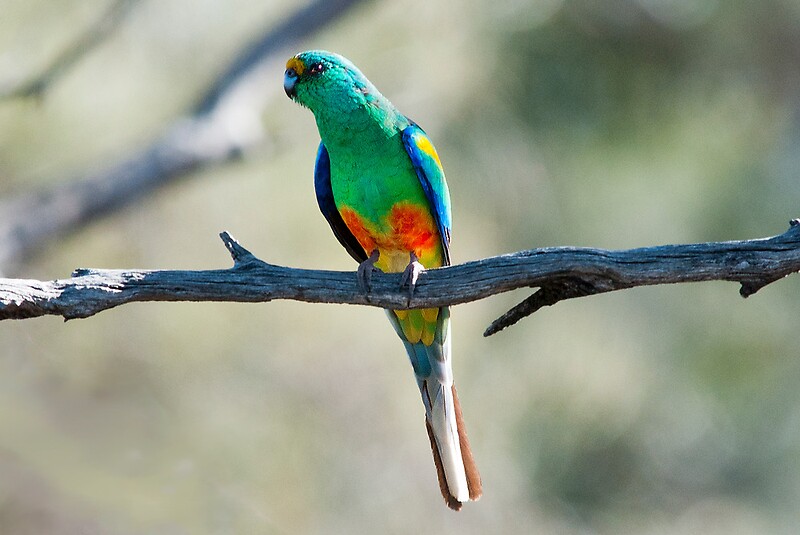 "Mulga Parrot" by John Donkin | Redbubble