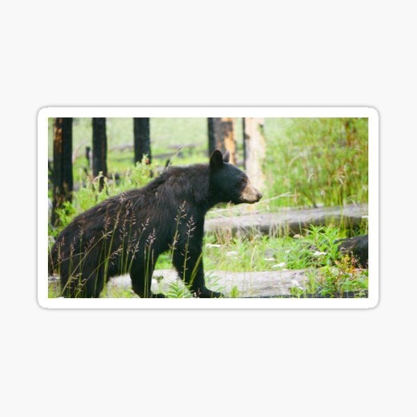 "Summer Black Bear Outing" Sticker by BriannaJ33 | Redbubble