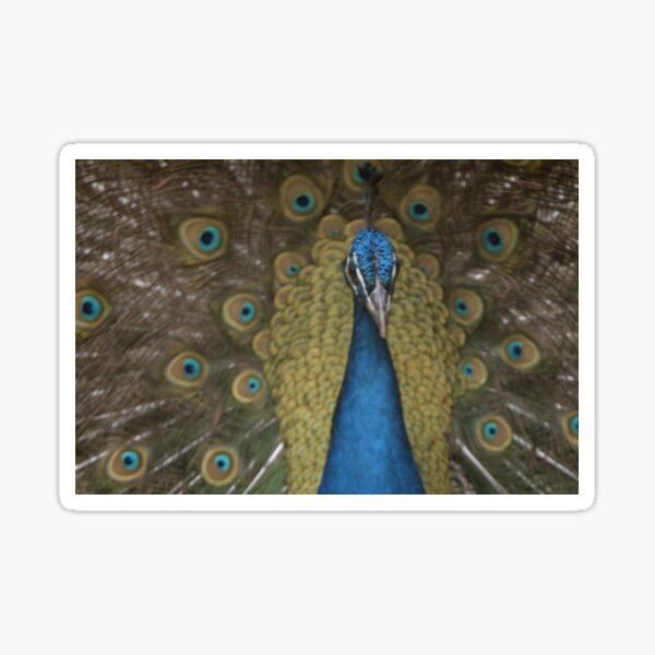 "peacock portrait" Sticker for Sale by devil0035 | Redbubble