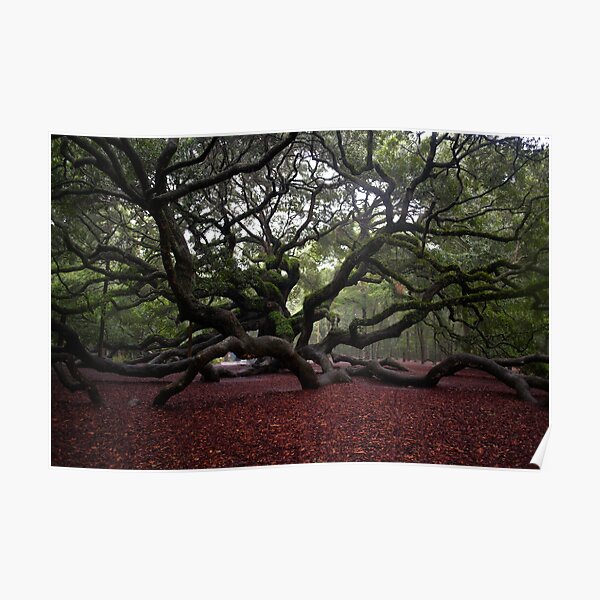 "Angel Oak Tree" Poster for Sale by floofpictures | Redbubble