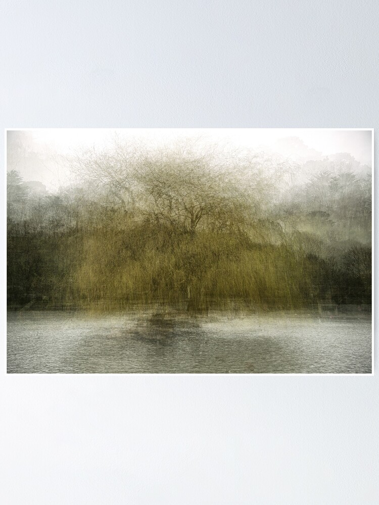 "wPortrait of a , Weeping willow tree Helston lake Cornwall ...