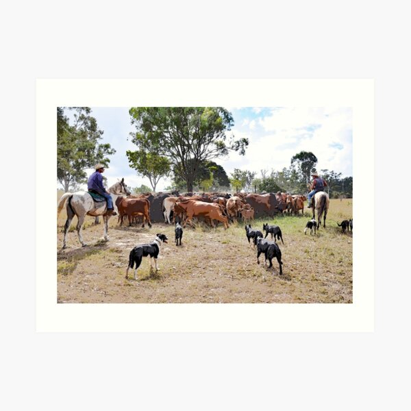 " MUSTERING CATTLE, WORKING DOGS, OUTBACK CATTLE STATION" Art Print for ...