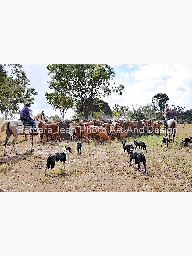 " MUSTERING CATTLE, WORKING DOGS, OUTBACK CATTLE STATION" Photographic ...