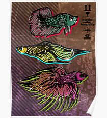 Betta Fish: Posters | Redbubble