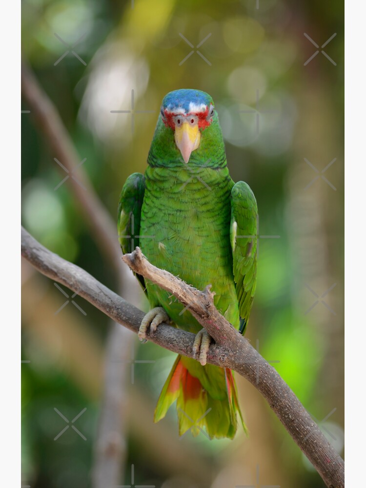 "White Fronted Spectacled Amazon Parrot on Branch" Sticker for Sale by ...