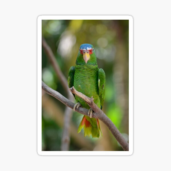 "White Fronted Spectacled Amazon Parrot on Branch" Sticker for Sale by ...
