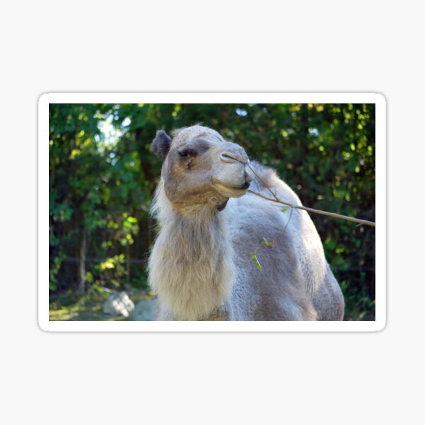 "Camel" Sticker by bradleyduncan | Redbubble