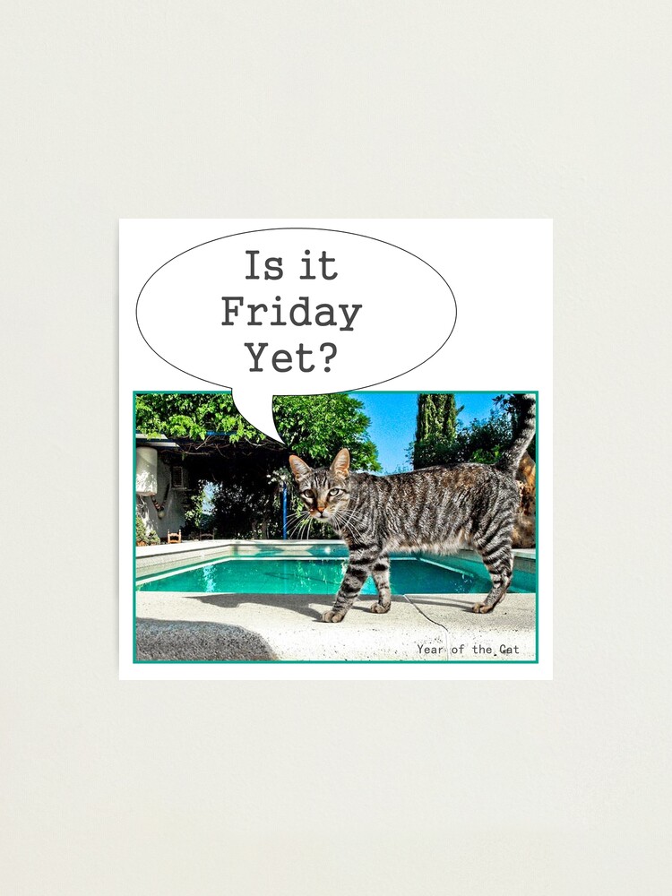 "Cute Funny Swimming pool Cats Friday Feeling" Photographic Print by ...