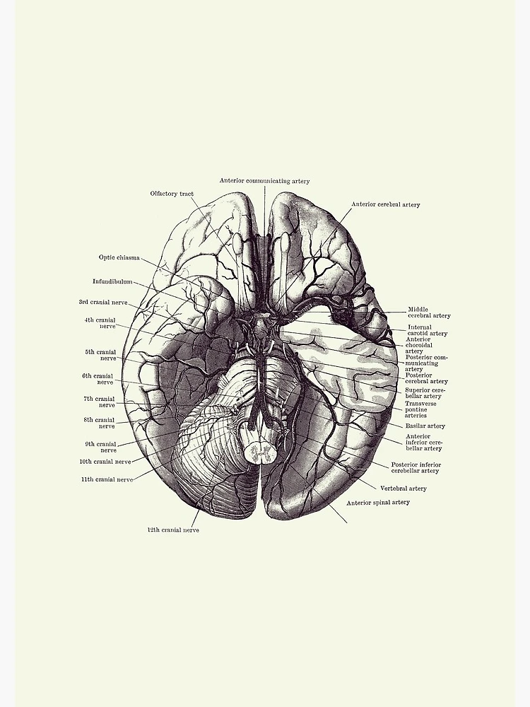 Beschriften Sie Das Gehirn Anatomie Diagramm Antworten