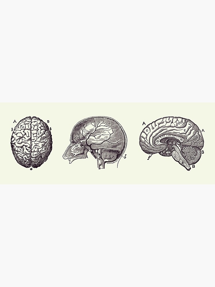 Brain Diagram - Three Views - Vintage Anatomy Print 2 Premium Matte ...