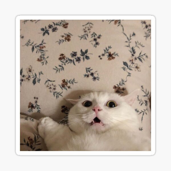 "scared cat " Sticker by tischmeyourways | Redbubble