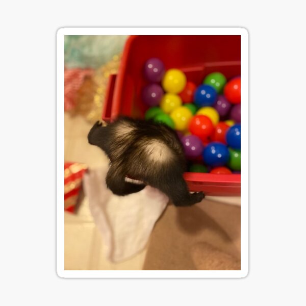 "Ferret Sploot" Sticker for Sale by blankch3ckz | Redbubble