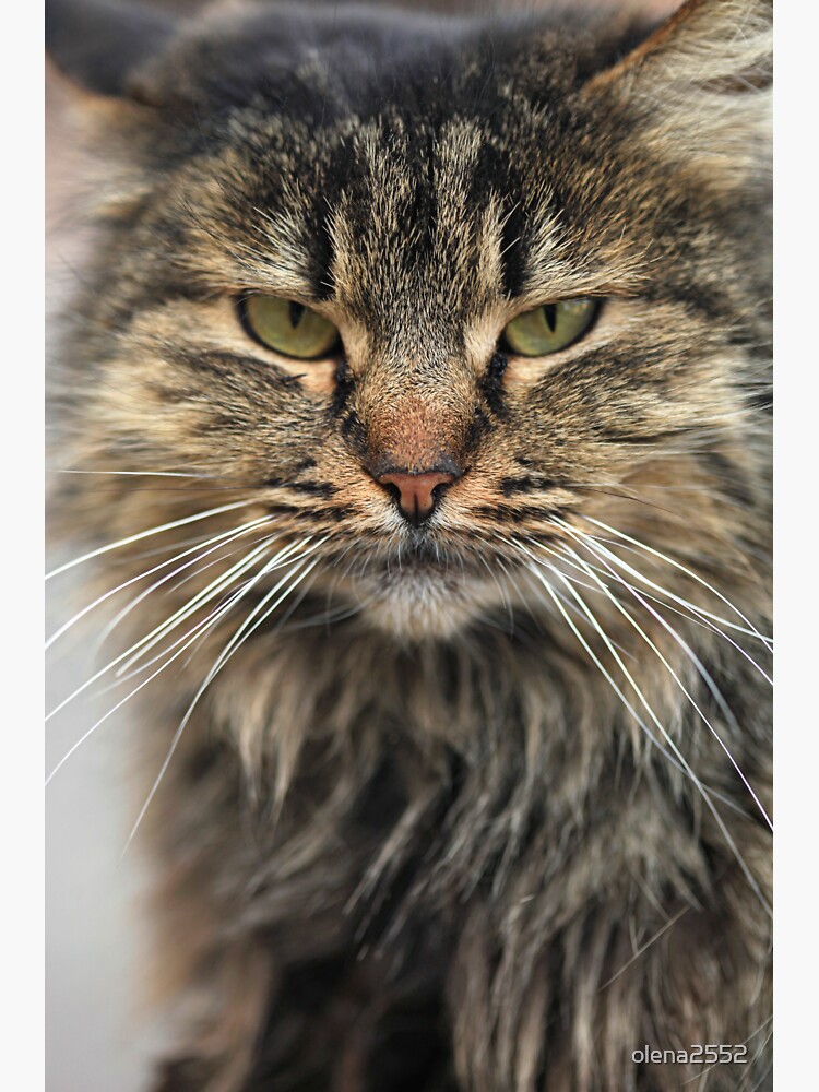 "Portrait of fluffy wild cat" Sticker for Sale by olena2552 | Redbubble