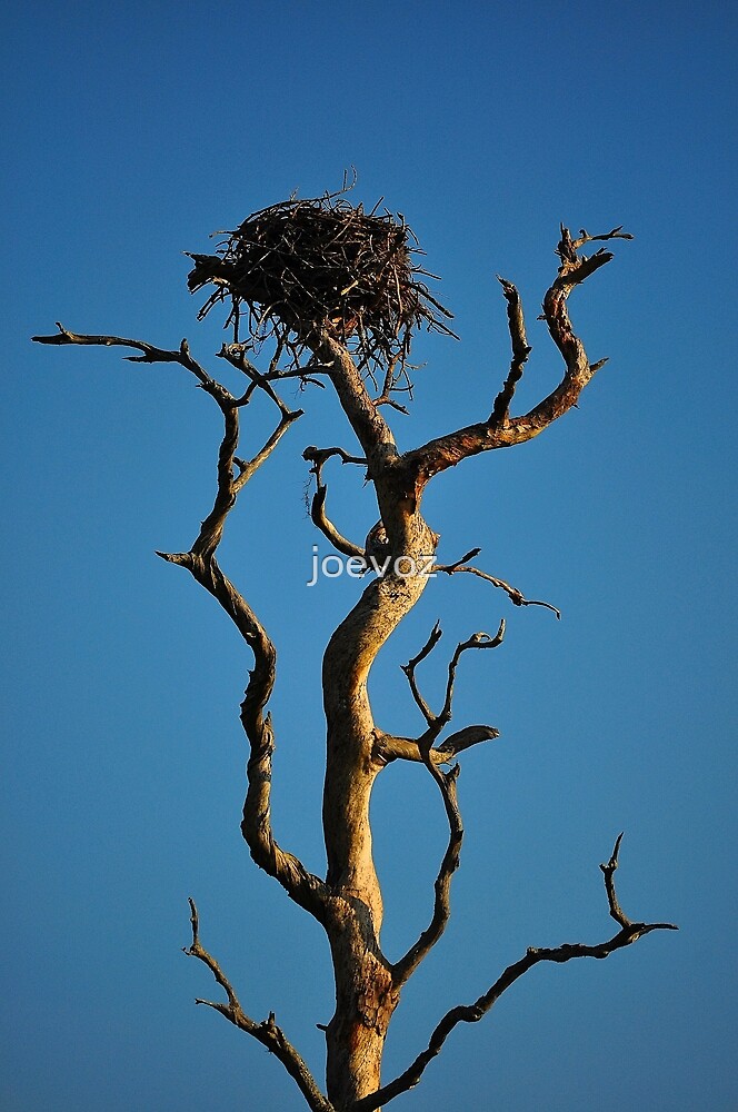 "Bird Nest in Top of Tree" by joevoz | Redbubble