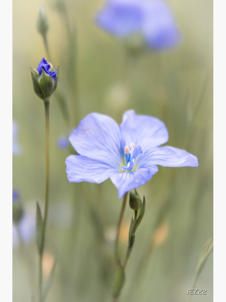 "Flax" Sticker for Sale by JEZ22 | Redbubble