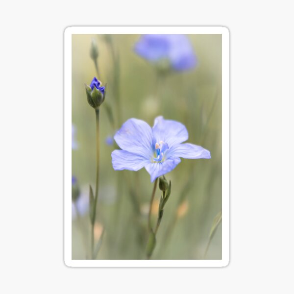 "Flax" Sticker for Sale by JEZ22 | Redbubble