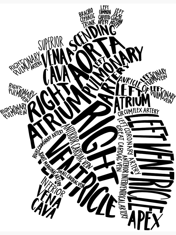 "Calligraphy Written Heart Anatomy" Poster for Sale by natalietrull ...