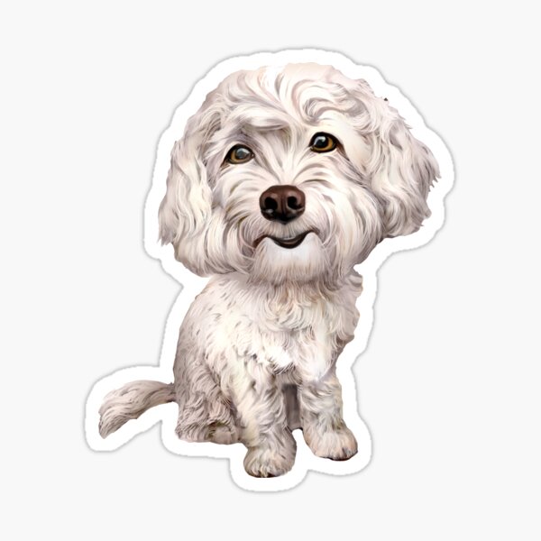 "White Cavapoo | White Cavoodle" Sticker for Sale by ligesgood | Redbubble