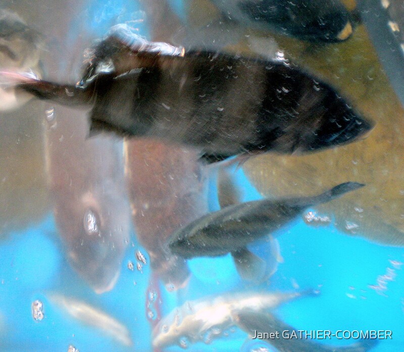 "Watery depths" by Janet GATHIER-COOMBER | Redbubble