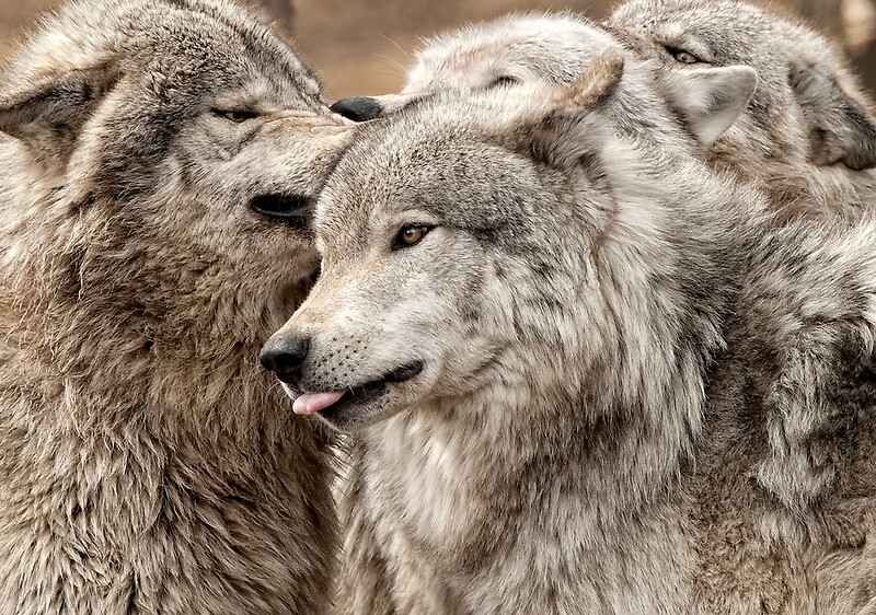 "Wolf Pack at Play" by Bill Maynard | Redbubble