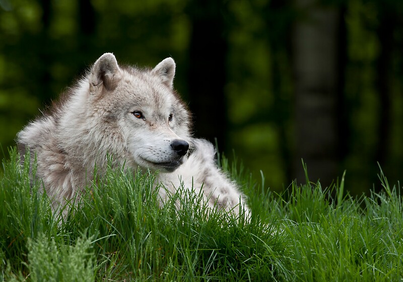 "Arctic Wolf in Spring" by Bill Maynard | Redbubble