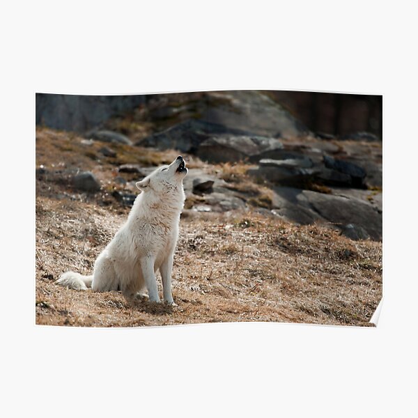 "Arctic Wolf Howl" Poster for Sale by bmaynard | Redbubble