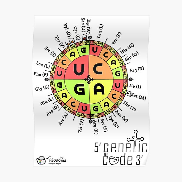 "Genetischer Code" Poster von byribosoma | Redbubble
