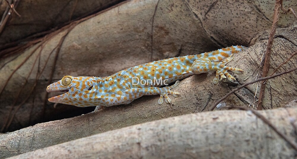 "Salamander Lizard" by DonMc | Redbubble
