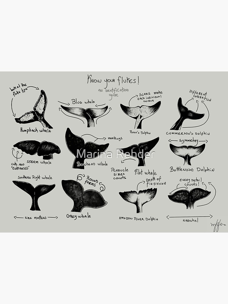 "Fluke ID Chart" Sticker for Sale by Marinarehder | Redbubble