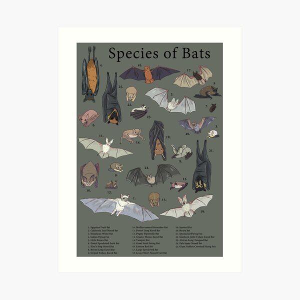 "25 Species of Bats Poster" Art Print for Sale by Mozzarellabits ...
