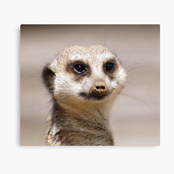 "meerkat face" Canvas Print for Sale by trafford10 | Redbubble