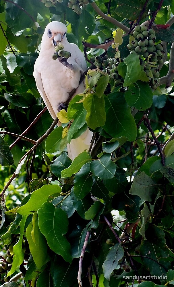 "Australian Corella " by sandysartstudio | Redbubble