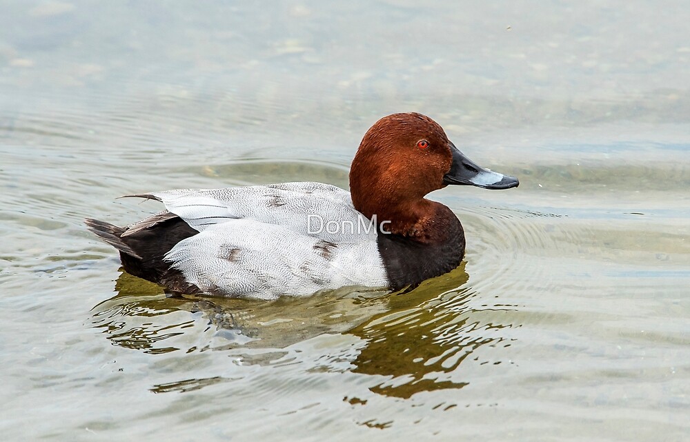 "Common Pochard Duck" by DonMc | Redbubble