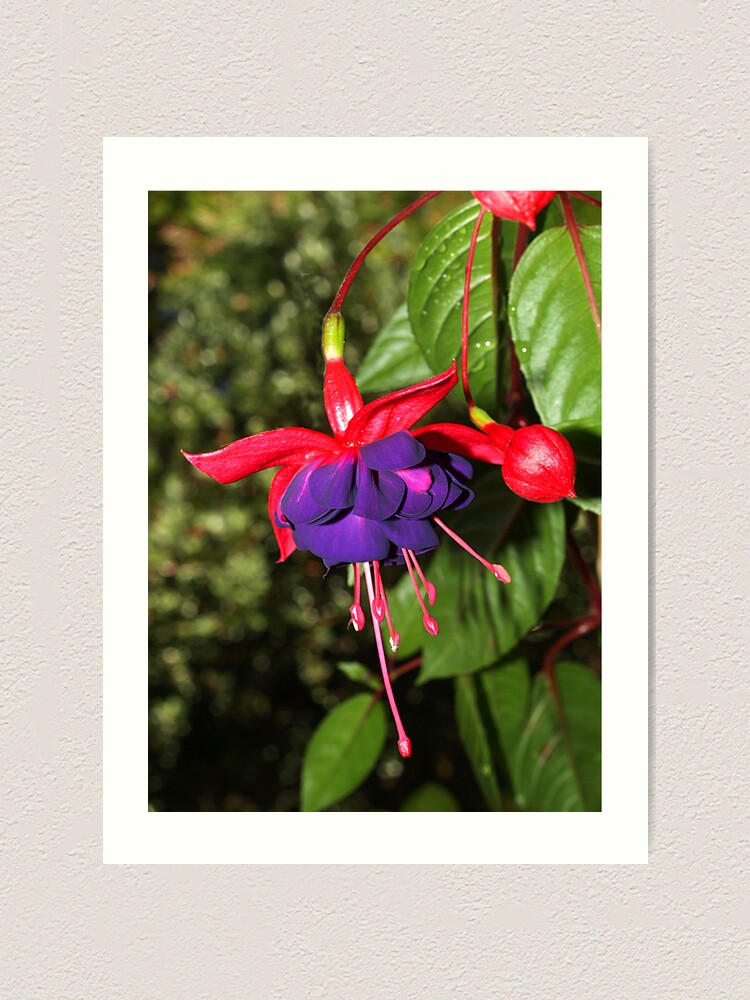 "Fuchsia, Purple-Red Double" Art Print for Sale by bevvie | Redbubble