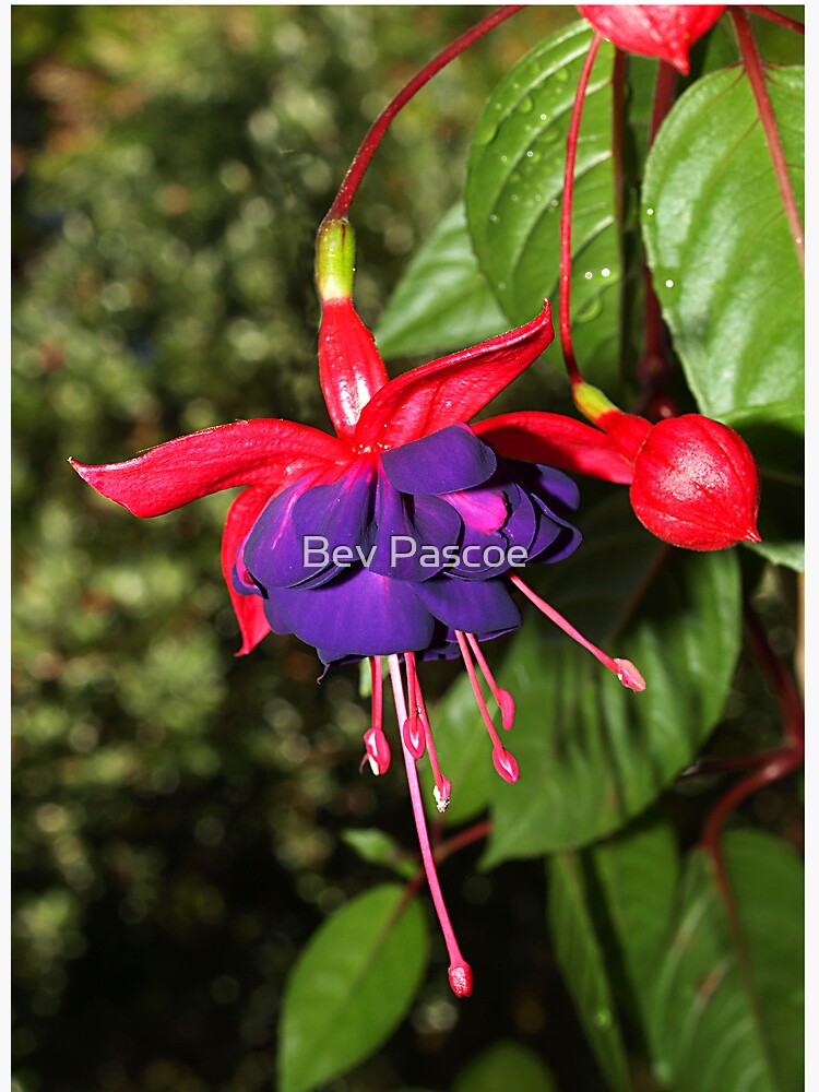 "Fuchsia, Purple-Red Double" Art Print for Sale by bevvie | Redbubble