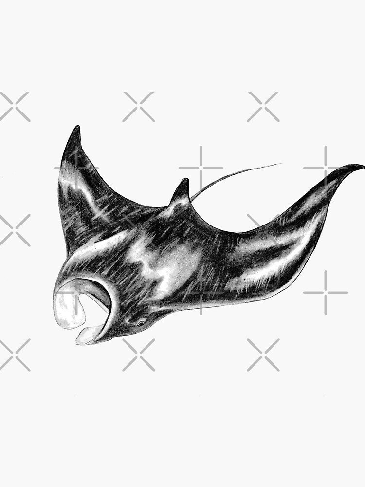 "Manta Ray" Sticker for Sale by kylepeacockart | Redbubble