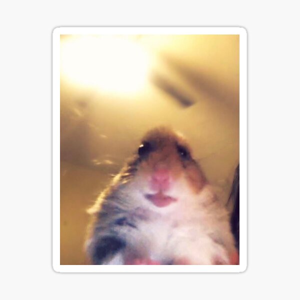 "hamster meme" Sticker for Sale by kmarie98 | Redbubble