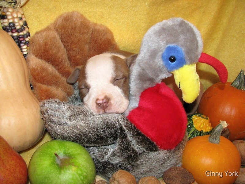 "Uno Asleep With The Turkey" by Ginny York | Redbubble