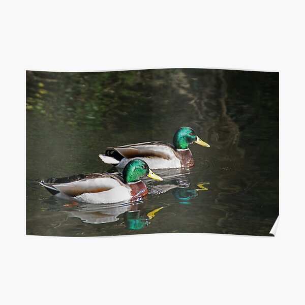 "Two Mallard Male Ducks on the Glamorgan Canal just outside Cardiff ...