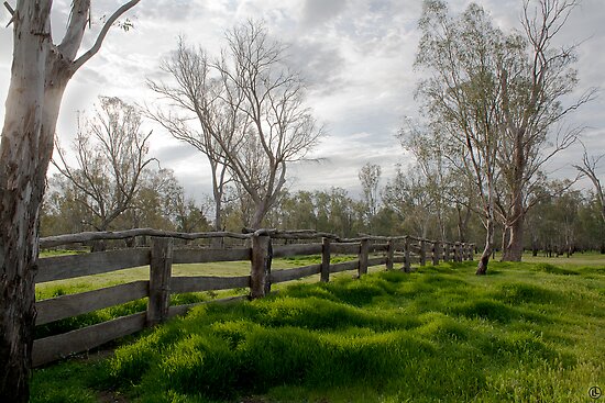 "'Barmah Muster Yards'" by Lynda Robinson | Redbubble