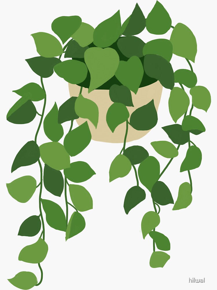 "Pothos Plant" Sticker for Sale by hilwal | Redbubble